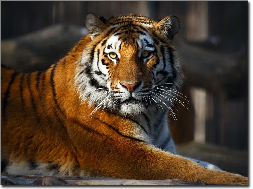 Fotofolie Wilder Tiger nach Maß